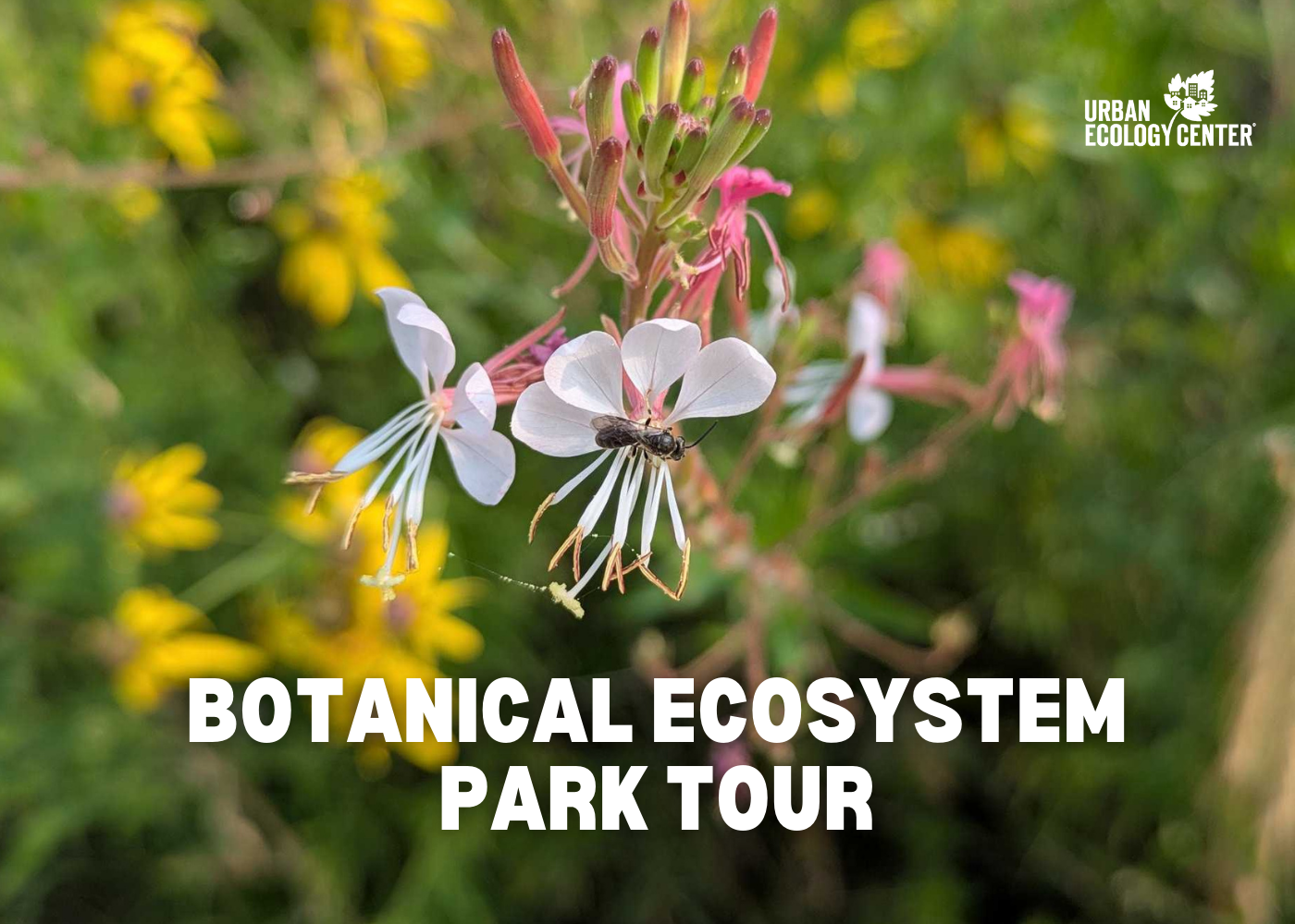Post From Community: Botanical Ecosystem Park Tour | Milwaukee ...